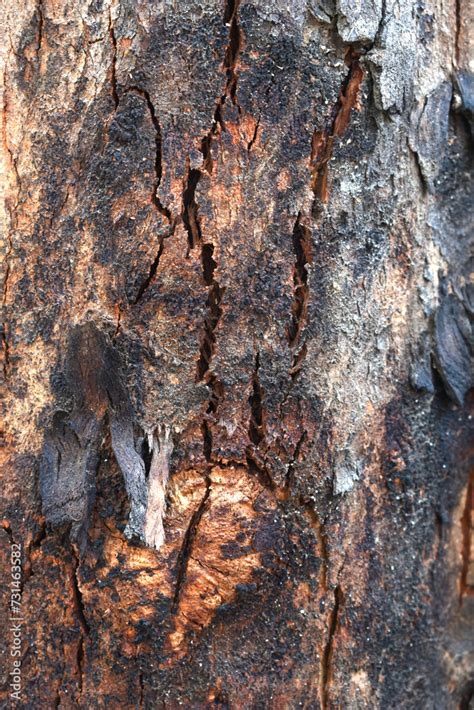 Eucalyptus Tree Bark Texture Bark Of Eucalyptus Tree Seamless Texture