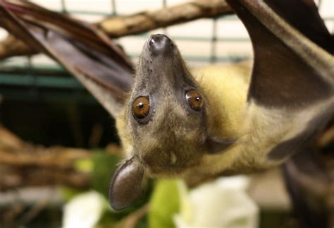 Incredible Bats Bat Education In The Chicagoland Area