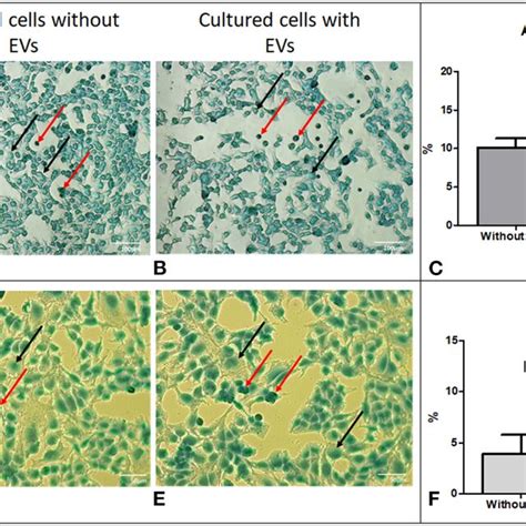 Cell Apoptosis Using Tunel Assay Although A Lower Number Of Cells Were