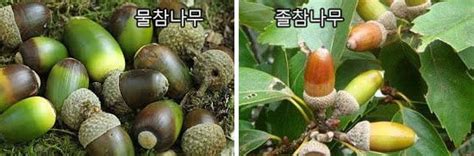 102 탄생화 참나무속 졸참나무 도토리 김타쿠닷컴