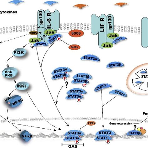 Il 6 Stat3 Pathway And Its Associated Networks Download Scientific