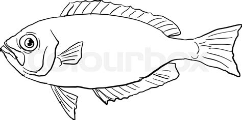 Tegning Tegneserie Fisk Stock Vektor Colourbox