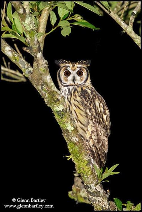 Striped Owl Pseudoscops Clamator Focusing On Wildlife