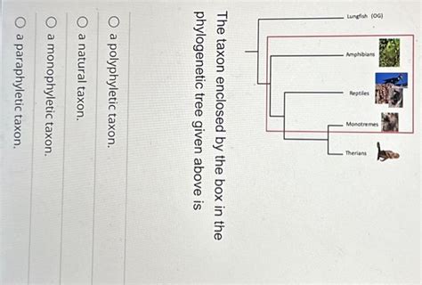 Solved The Taxon Enclosed By The Box In The Phylogenetic