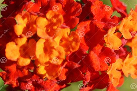 Red Spread Lantana Lantana Is A Genus Of About 150 Species Of