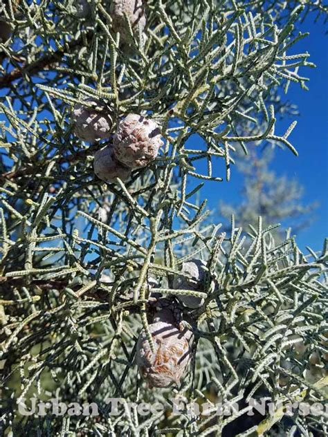 Cupressus Arizonica Glabra Blue Ice Urban Tree Farm Nursery