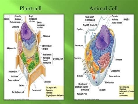 The Endomembrane System