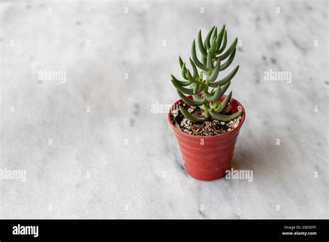 Miniature Pine Tree Crassula Tetragona Succulent In A Small Pot Stock Photo Alamy