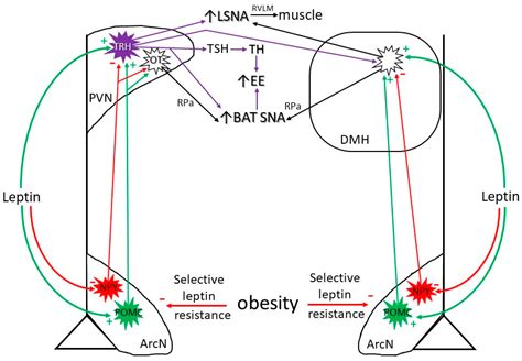 Ijms Free Full Text Leptin Increases Physiological Roles In The