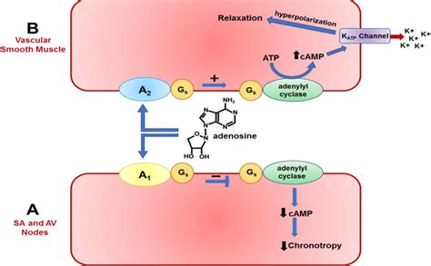 1thread Why Would Adenosine A Purine Nucleoside Be Able To Treat