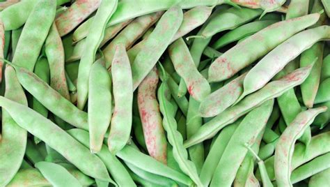 Comment planter et obtenir des haricots à rames pour maximiser ta récolte Jardinier du dimanche