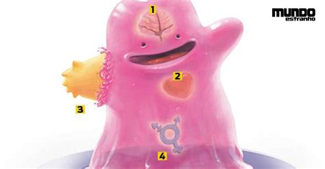 Qual A Diferença Entre Identidade De Gênero E Orientação Sexual Super