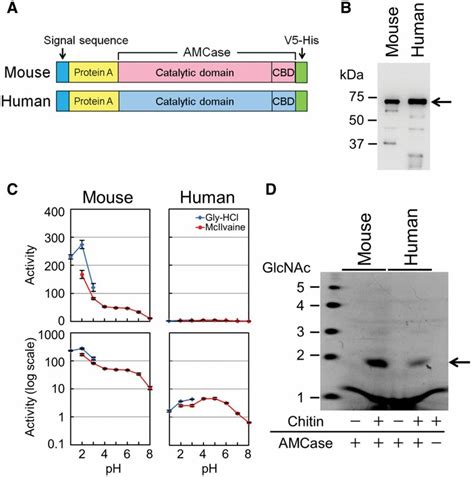 Chitinolytic Activity Of Human Amcase Is Significantly Lower As