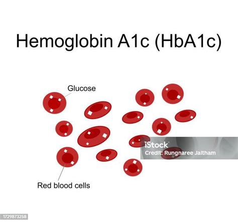 The Picture Represents A Diagram Of Hemoglobin A1c That Shows