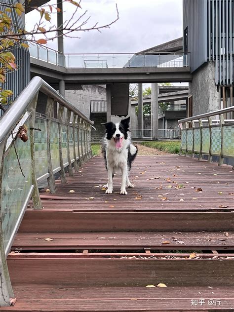 成都禁养犬名单，有哪些需要注意的？ 知乎