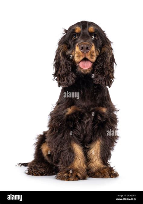 Majestic Choc And Tan 3 Months Old Cocker Spaniel Dog Sitting Up Side