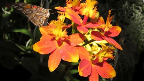 Mokara Orhideja Hibridna Vrsta Orhideja Nethr