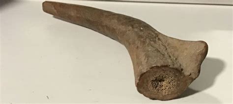 Species Identification What Is This Fossilized Claw Found In A