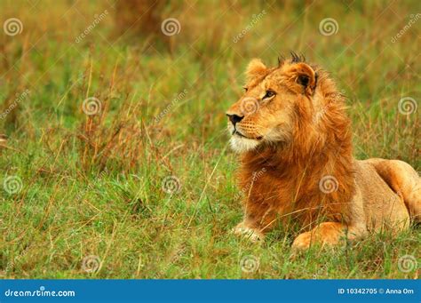 León Africano Salvaje Joven Imagen de archivo Imagen de verano felino