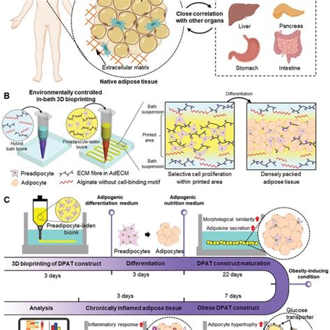 Schematic Illustration Of The Highlights And Workflow In This Study A Download Scientific