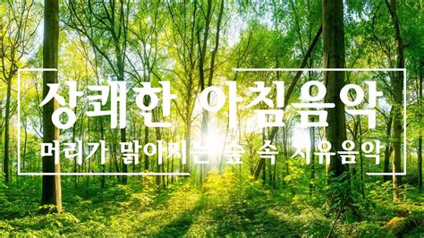 평화로운 아침을 위한 힐링음악🌲머리가 맑아지는 숲 속 치유음악🌲아침명상음악 아침음악 힐링음악 명상음악 스트레스해소음 Youtube
