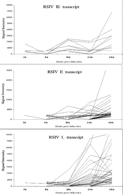 Time Course Expression Analysis Of Three Rsiv Transcript Classes