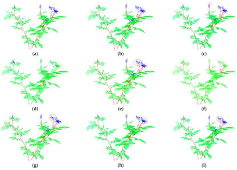 maspc transform a plant point cloud segmentation network based on