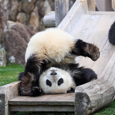 Adorable Panda Bears Playing In The Grass