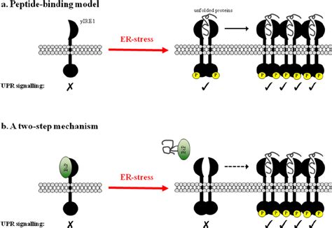 A Direct Role For Unfolded Proteins In Upr Activation A The