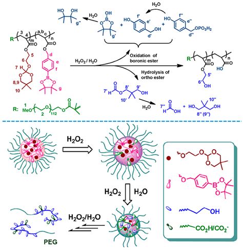 Polymers Special Issue Responsive Polymers For Drug Delivery