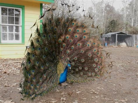 Our Beautiful Peacocks Winterpast Farm