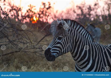 Vackra Zebra Fångar Dagens Första Ljus Arkivfoto Bild av safari själ