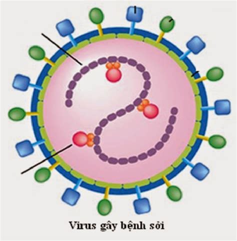 Đặc điểm Của Viruts Sởi