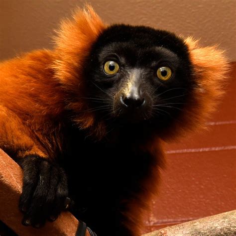 Duke Some Recent Photos Of A Few Gorgeous Red Ruffed Lemurs 🤩 Hoku
