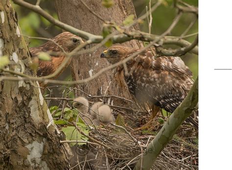 Copper Range Red Shouldered Hawk Nest