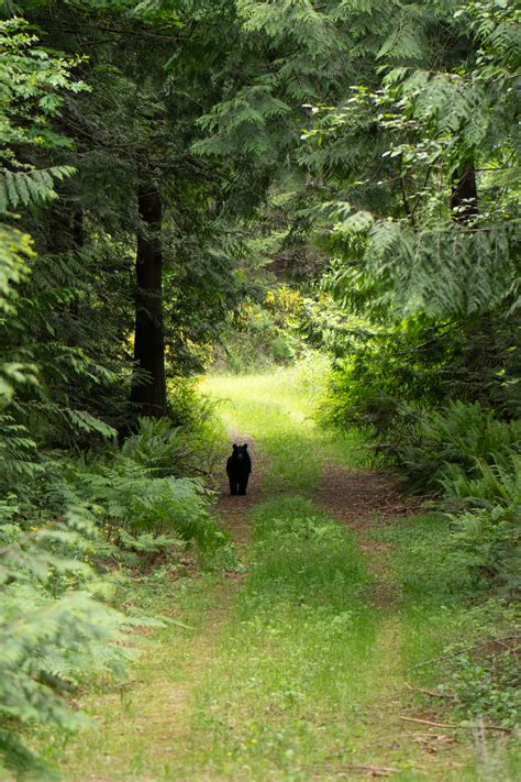 Lil Bear Seabeck On Tumblr