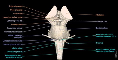 Cranial Nerves Brainstem Cadaver