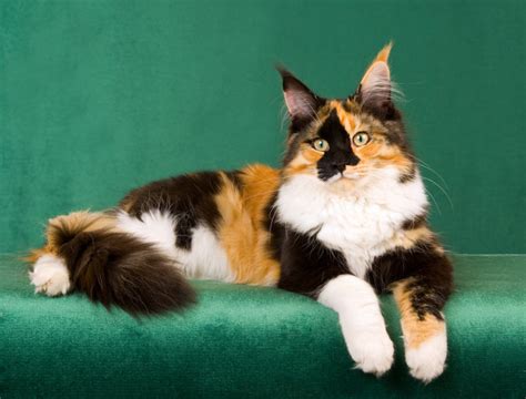 Maine Coon And Calico Cat Mix Everything You Need To Know