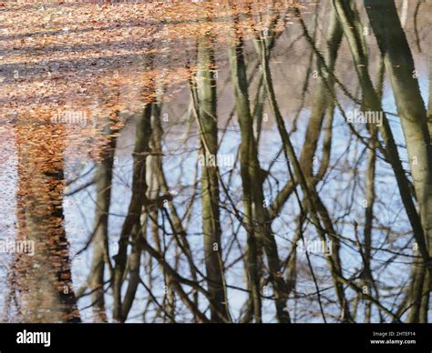 Reflection Of Tree Trunks In A Lake As An Impressionist Painting Stock Photo Alamy