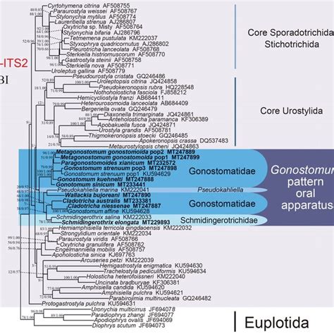 Color Online Maximum Likelihood ML Tree Based On SSU RDNA Sequences
