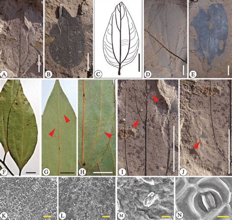 A B D E Fossil Leaves Of Lauraceae C Line Drawing Of The Leaf Of A