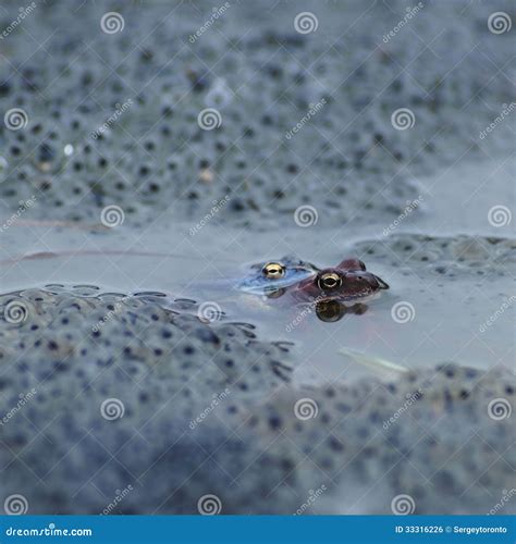 Frog Spawn Sex Act Stock Photo Image Of Water Exotic 33316226