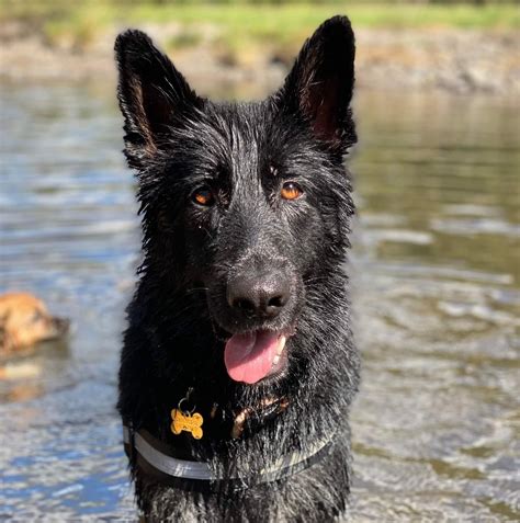 Joliver German Shepherds Added Joliver German Shepherds