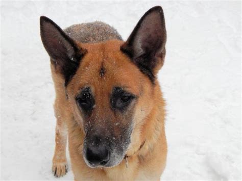 Las mejores razas de perros policía