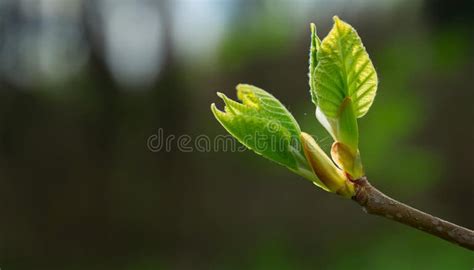 Leaf Budding Stock Illustrations 1 033 Leaf Budding Stock Illustrations Vectors And Clipart