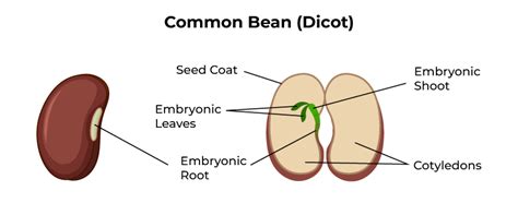 Structure Of A Bean Seed Diagram Bean Germination Dicot Seed