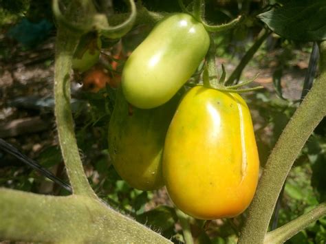 Tren Gaya 35 Bata Ng Tomat