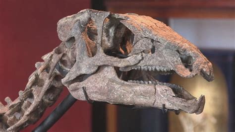 Small Dinosaur Fossil Discovered In Colorado Could Sell For 500 000