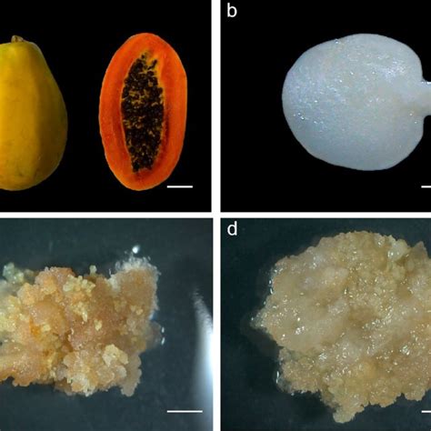 CpSex Validation For Molecular Sex Determination With Female Controls Download Scientific