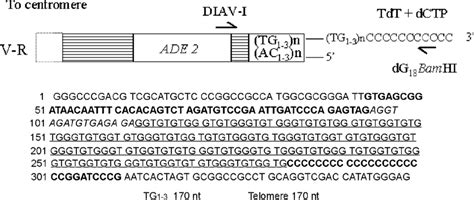 Example Of A Telomere Sequence Obtained With The Sequencing Protocol Download Scientific